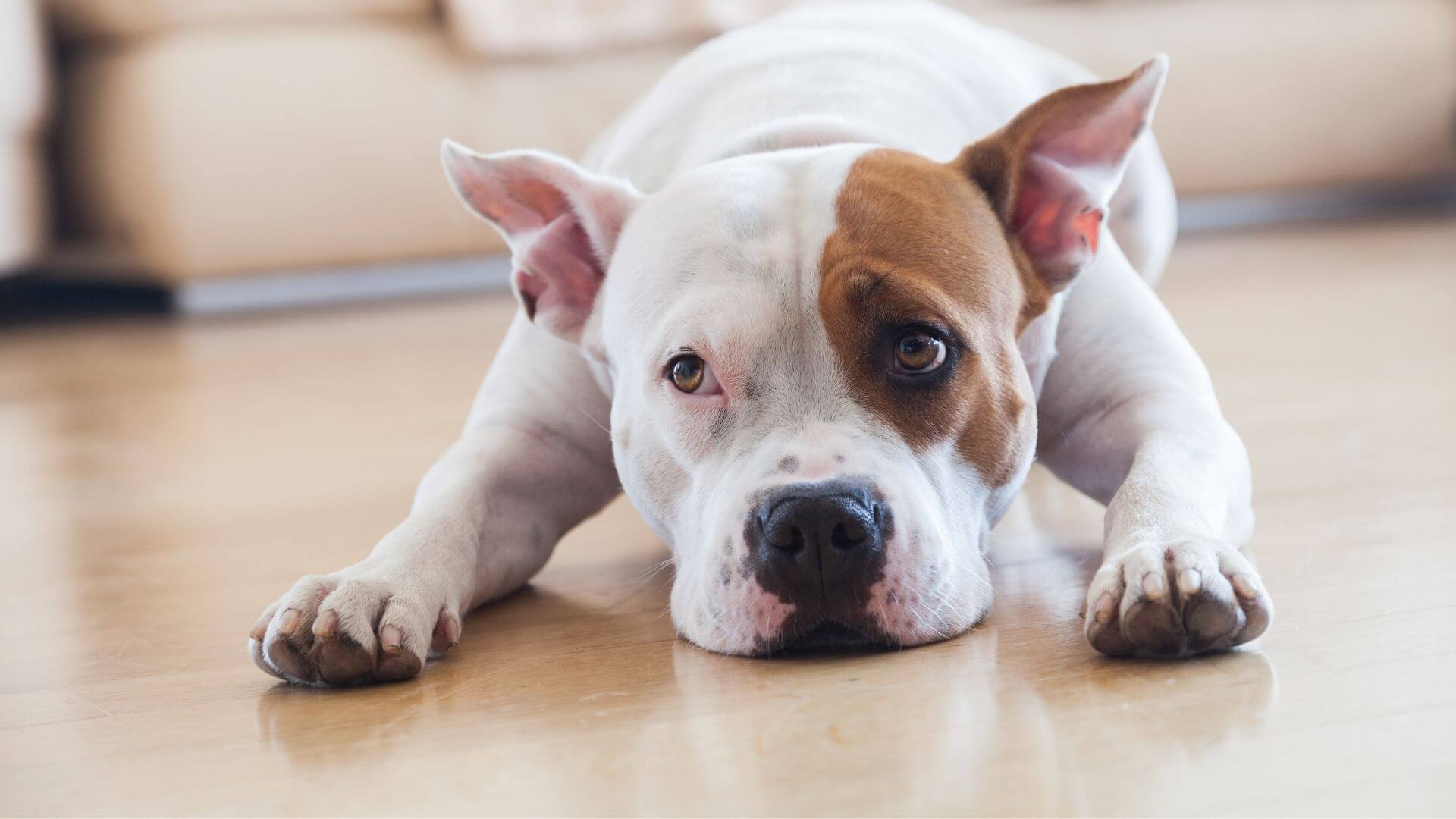 PennHIP Certification Form | Quartet Vet Specialty Hospital