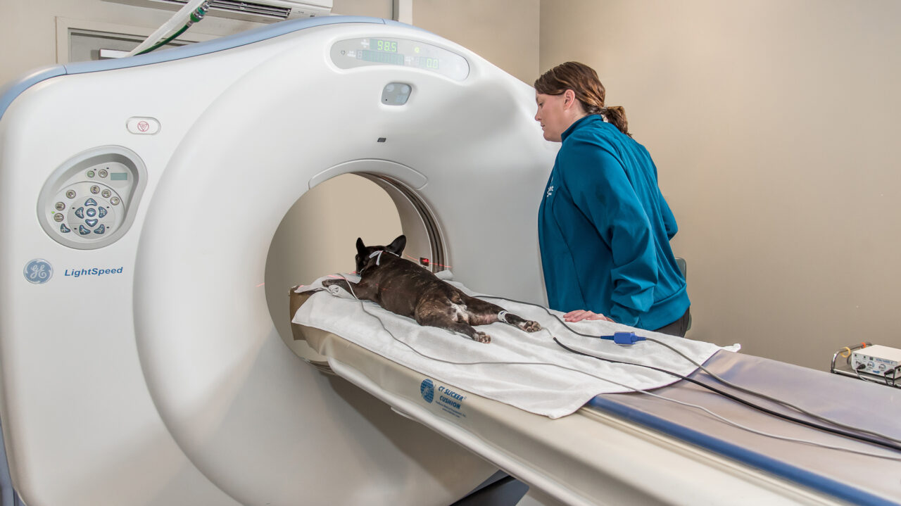 Cary NC Veterinary Services | Quartet Vet Specialty Hospital